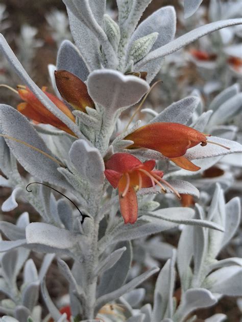 Eremophila Glabra In 50mm Forestry Tube Trigg Plants