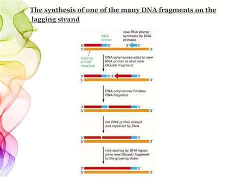 Replication Fork Final Pptx Replication Fork Final Pptx