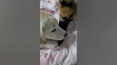 귀염둥이들 한우간육포 먹방♡ 즐감하시고요 감사합니다~~ Youtube