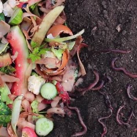 Buy Live Earthworm Mannira For Making Compost Kerala Biotics