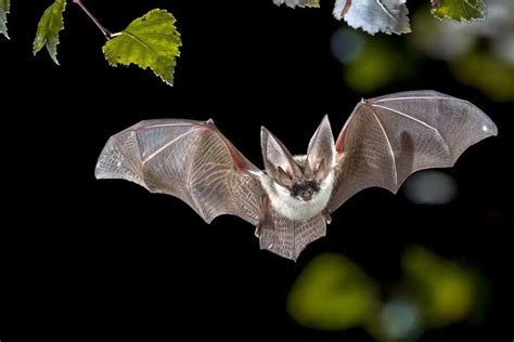 راز‌هایی عجیب درباره خفاش‌ها؛ از زندگی حرمسرایی تا شیردهی پدران و