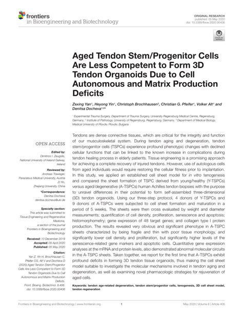 Pdf Aged Tendon Stemprogenitor Cells Are Less Competent To Form 3d