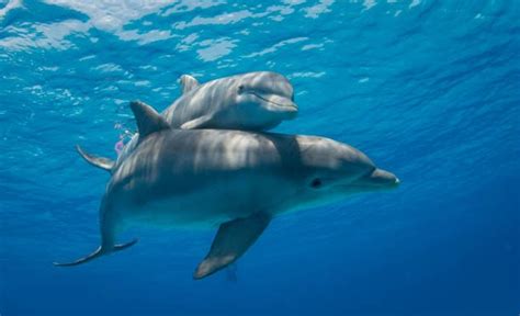 How Dolphins Use Echolocation To Navigate The Seas