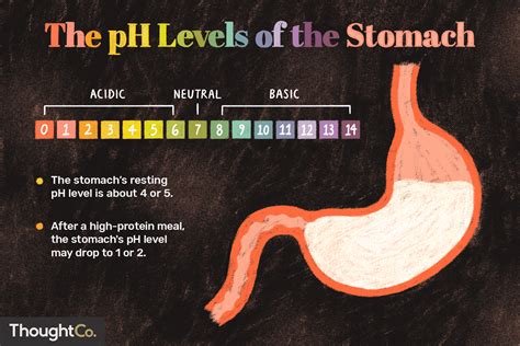 Stomach Acids And Enzymes Stomach Anatomy Function Diagram Parts