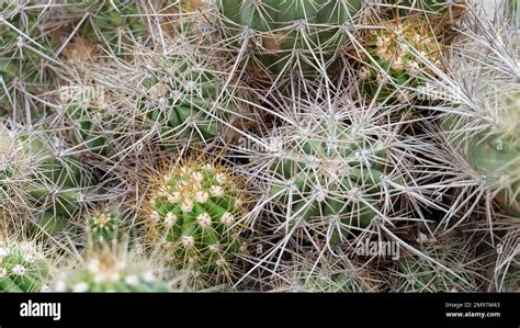 Closeup Photo Of Small Cacti Growing Close To Each Other With Long And