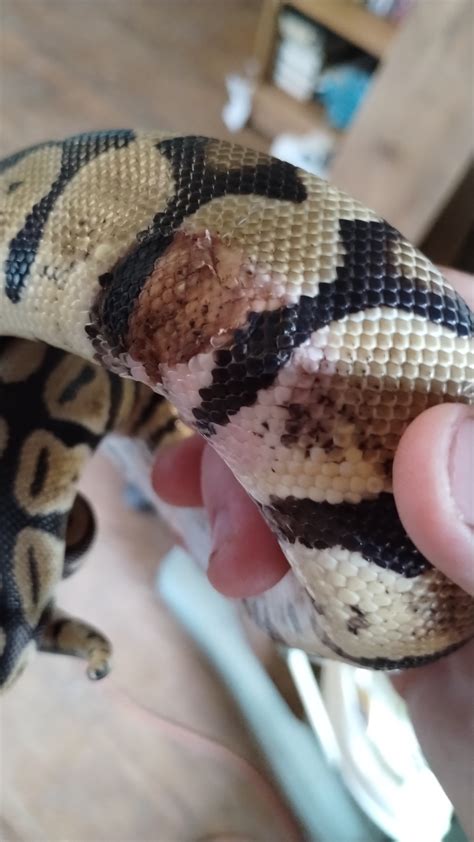 Python Scale Injury Rsnakes Python Scale Injury Rsnakes