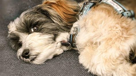 The Ultimate Guide To Terrier Poodle Mixes Traits Care And More