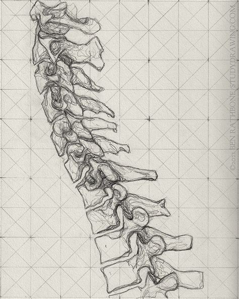 How To Draw A Human Spine