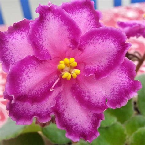 Rd S Illusion Lyrical Violets