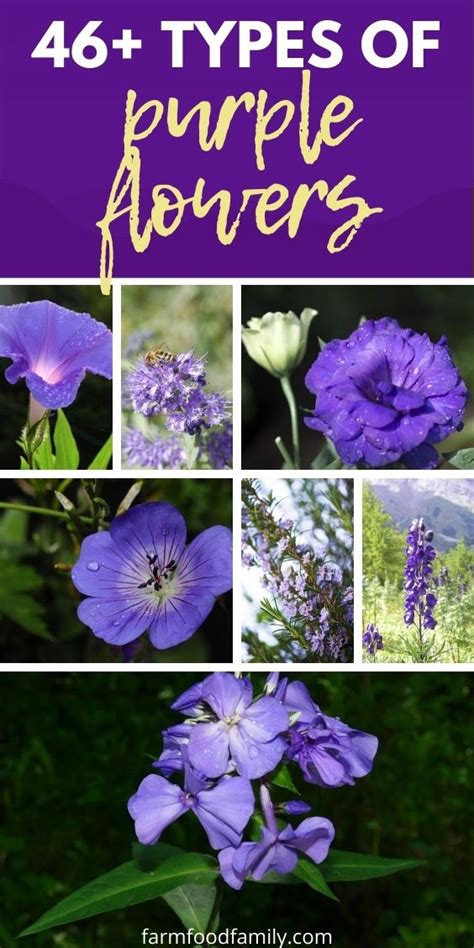 46 Different Types Of Purple Flowers With Names And Pictures