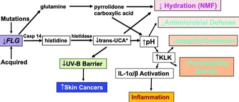 Multiple Downstream Consequences Of Filaggrin Deficiency In Atopic