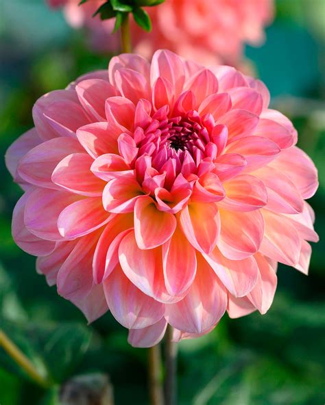 Dahlia Sebastian Tubers Buy Salmon Pink Ball Dahlias Online At
