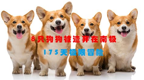 8只狗狗被遗弃南极，他们开启了175天的极限冒险生存高清1080p在线观看平台腾讯视频