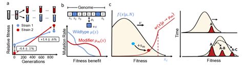 Modeling Selection On Evolvability In Rapidly Adapting Asexual Download Scientific Diagram