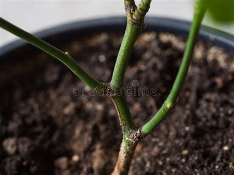 De Parasiet Van De Spinmijt Op Een Roze Struik Sluit Omhoog Stock
