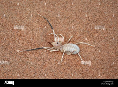 Giant Camel Spider Size