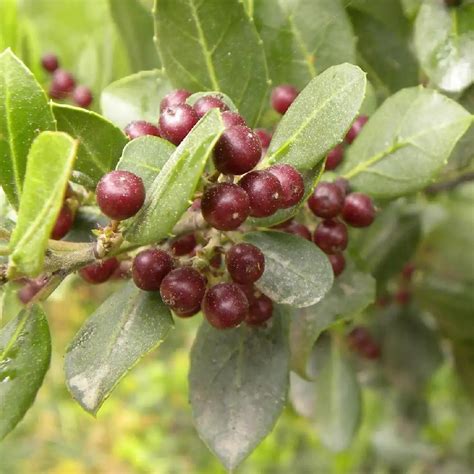Rhamnus Frangula Frangula Alnus Bourdaine Pépinières Lepage