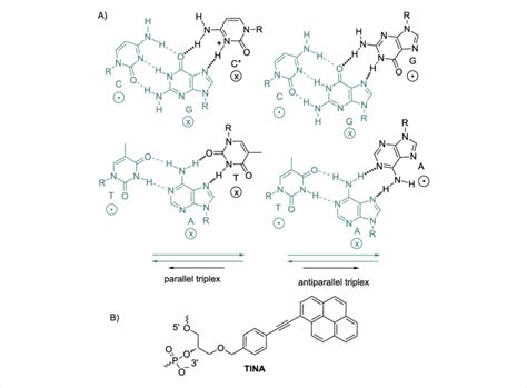 A Formation Of Nucleotide Triplets In Parallel And Antiparallel Download Scientific Diagram