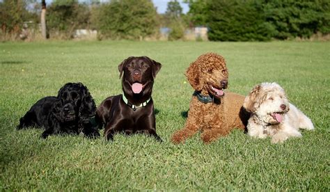 푸들 성격 특징 종류와 털 빠짐