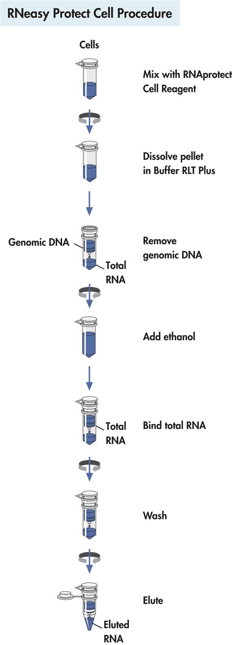 Rneasy Protect Mini Kit 50 Qiagen 优宁维 Univ 商城