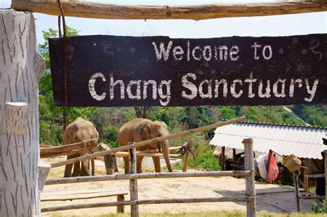 치앙마이 코끼리 보호소 1 두피디아 여행기