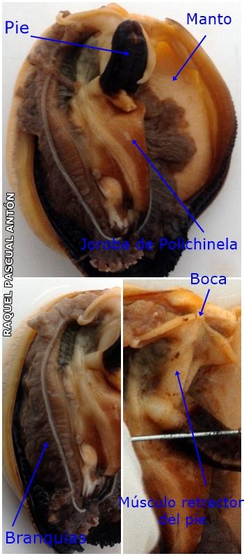 Disección Del Mejillón Contar Ciencia