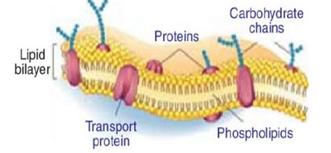 Structure Of Biological Membrane Pharmacareerinsider
