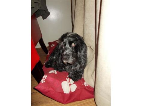 Found Cocker Spaniel Rehome Merehome Me