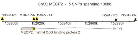 MECP2 Gene Structure And Tag SNP Positions Download Scientific Diagram