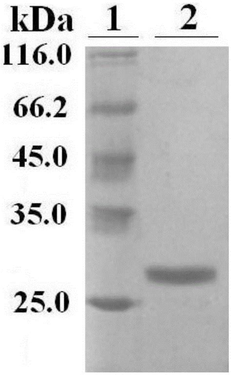 Recombinant Protein Of Cynoglossus Semilaevis Complement Component C5a And Application Thereof
