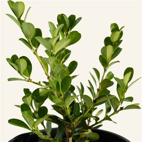 Our Plants Buxus Microphylla Instant Green Nursery Wholesale Plant Supply