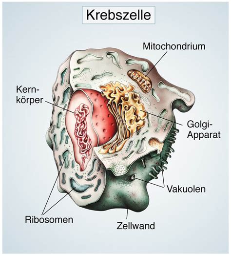 ᐅ Die Zellen Die Kleinsten Lebenden Einheiten Im Organismus
