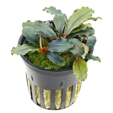 Bucephalandra Lamandau Potted Fast Delivery Abyss Aquatics Uk