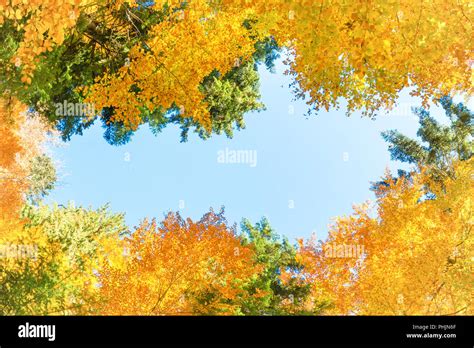 Fall In The Forest With Orange Trees Stock Photo Alamy