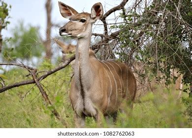 225 Treeline African Images Stock Photos Vectors Shutterstock