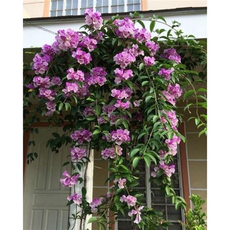 Jual Tanaman Bunga Rambat Garlic Vinebunga Stefenut Shopee Indonesia