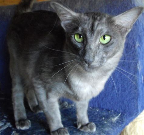 Cat Colours — Blue Smoke