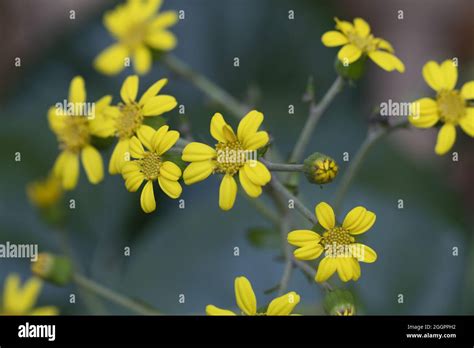Yellow Hillside Daisy Flowers Or Monolopia Lanceolata In A Garden Stock