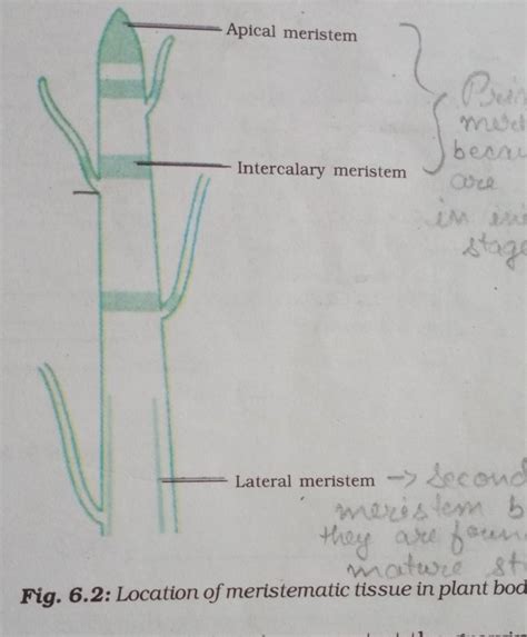 What Is Lateral Meristematic Tissue Design Talk