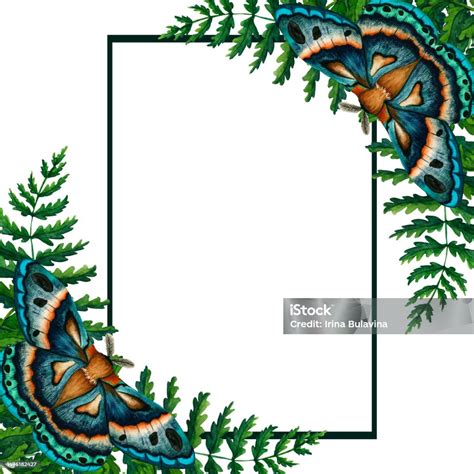 고사리와 푸른 녹색 나방 수채화 물감이 있는 프레임은 초록색 녹지 가지 나뭇가지 줄기 벽 예술을 위한 흰색 배경에 분리된 숲 식물로 그림을 그렸다 디자인을 위한 클립 아트