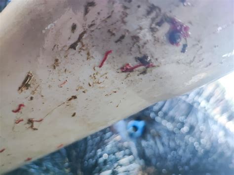 Red Worm At Pond Filter R Vermiculture