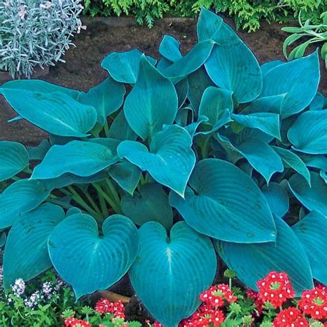 Canadian Blue Hosta Live Outdoor Garden Plant Large Blue Green Foliage