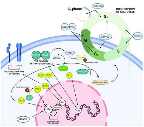 Clock Genes Name At Carmella Vanzant Blog