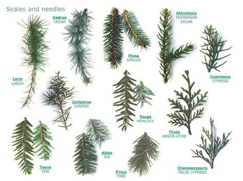 Evergreen Identification