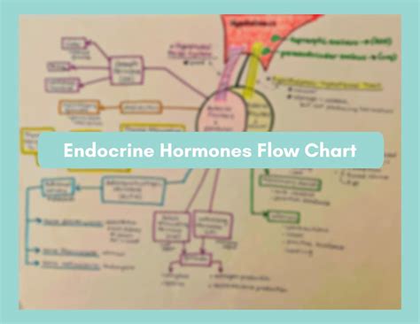 Endocrine Hormones Flow Chart Etsy Australia
