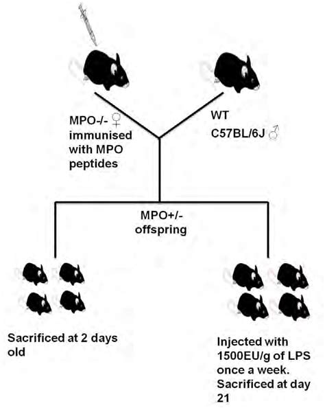 6 Induction Of Mev By Maternal Trans Placental Transfer Of Anti Mpo