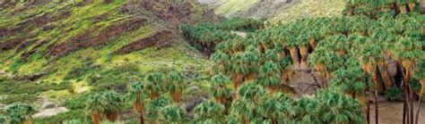 Indian Canyons Palm Springs