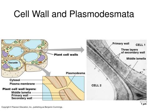 Ppt Chapter 7 A Tour Of The Cell Powerpoint Presentation Free Download Id 1432876