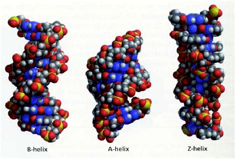 2 The Three Most Well Characterized Conformations Of Ds DNA Download Scientific Diagram