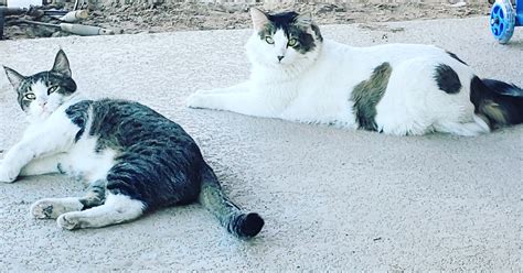 Ezio And Oni Lazy Bois Scrolller Ezio And Oni Lazy Bois Scrolller